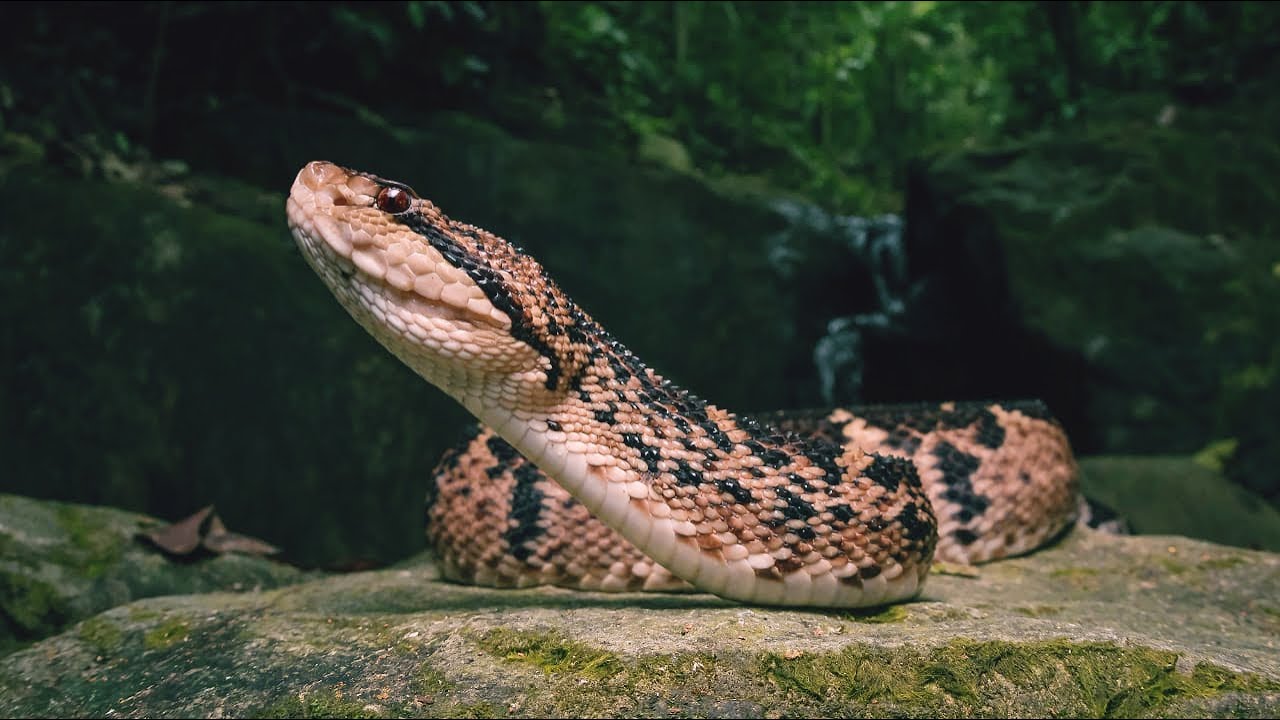 Serpientes venenosas del Ecuador - YouTube