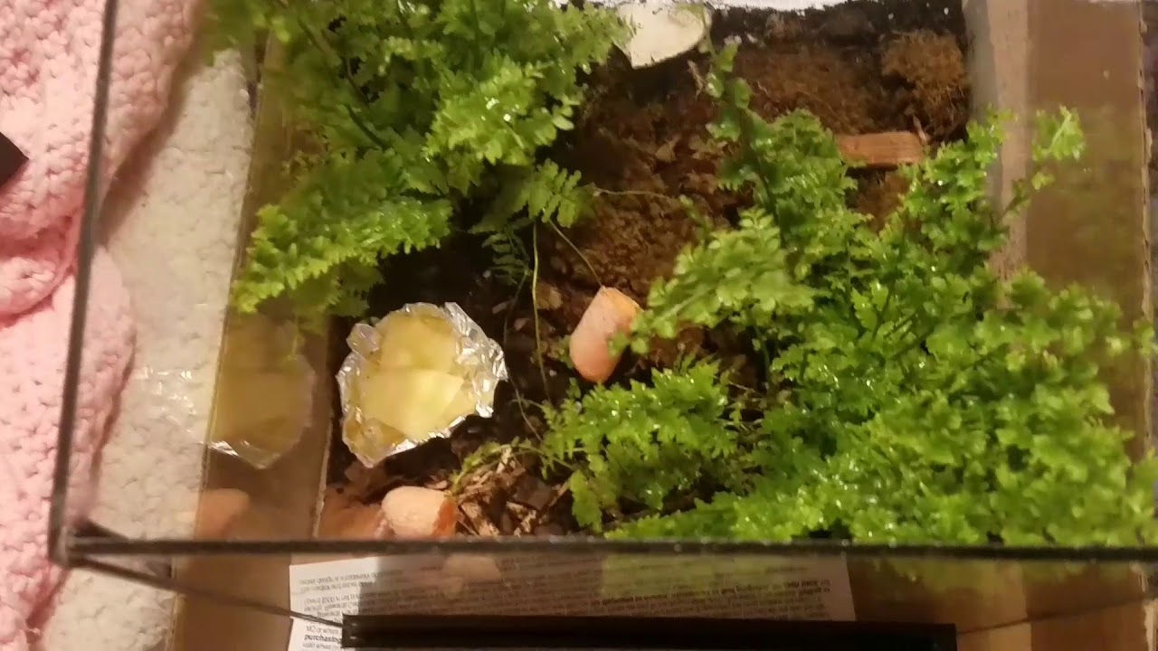 My Desert Millipede's New Tank! - YouTube