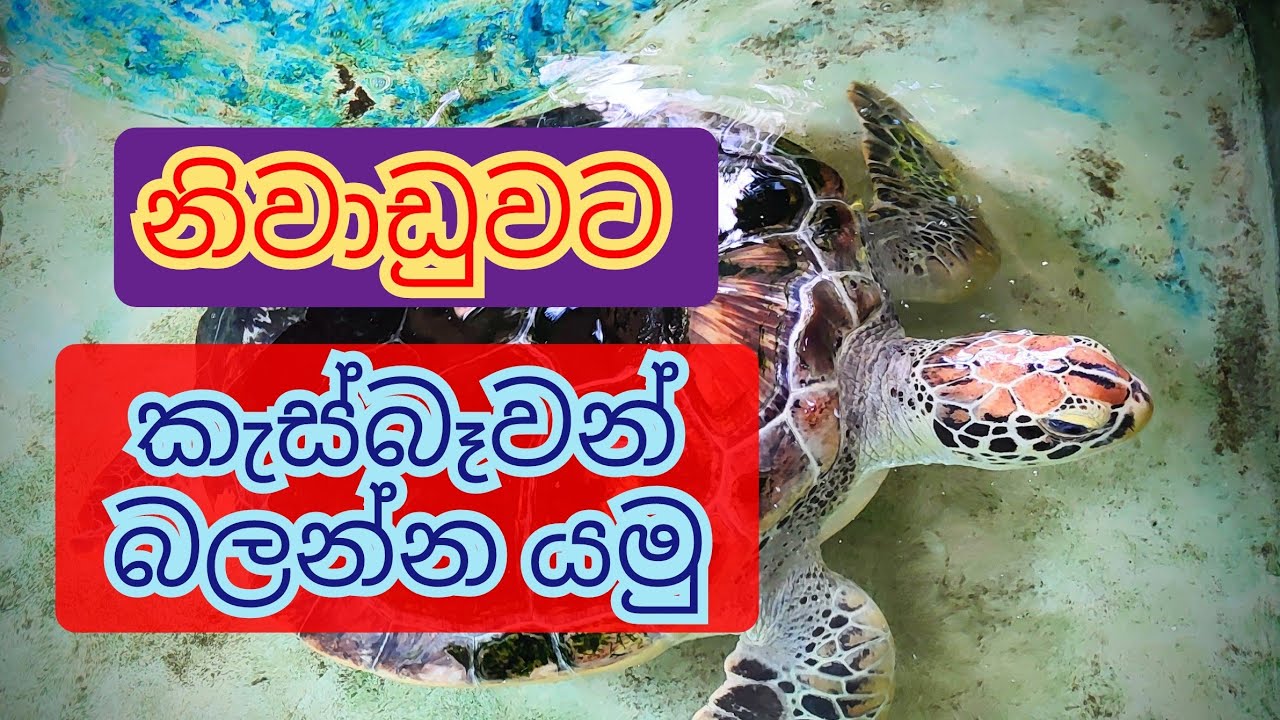 කැස්බෑ සංරක්ෂණ මධ්‍යස්ථානය මහමෝදර | Sea turtle hatchery center ...