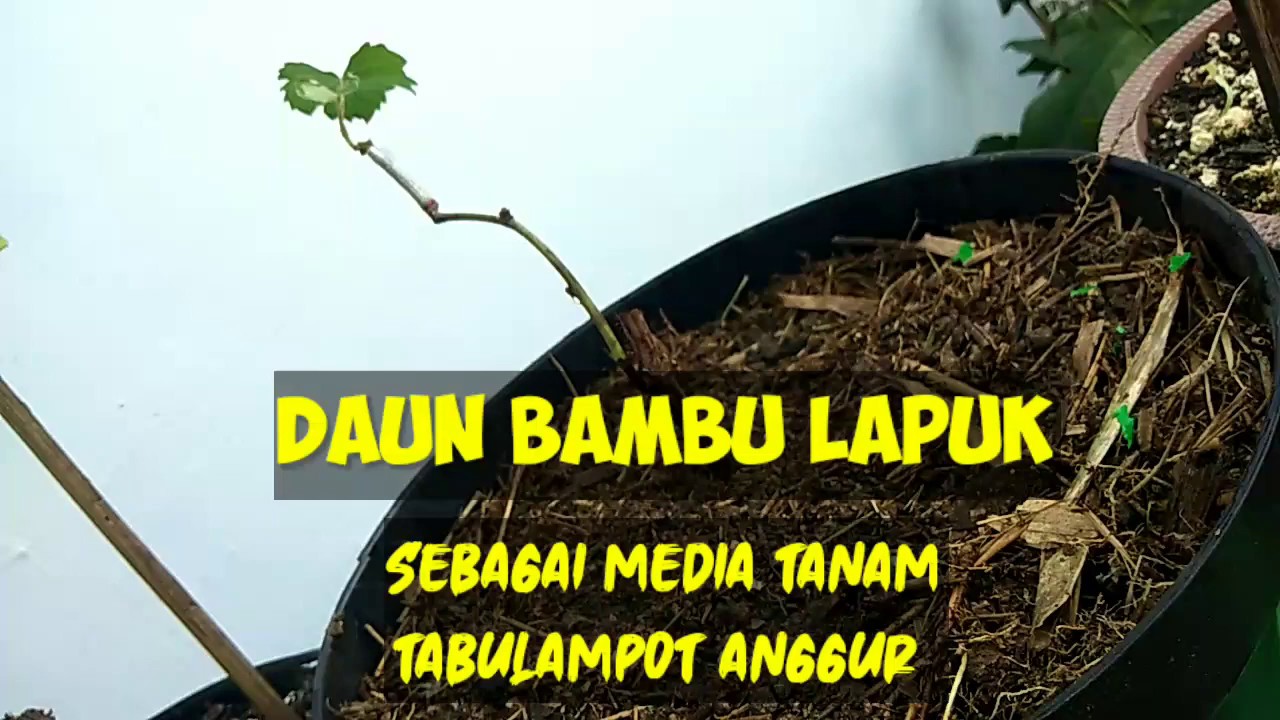 Daun Bambu Lapuk Sebagai Media Tanam Tabulampot Anggur - YouTube