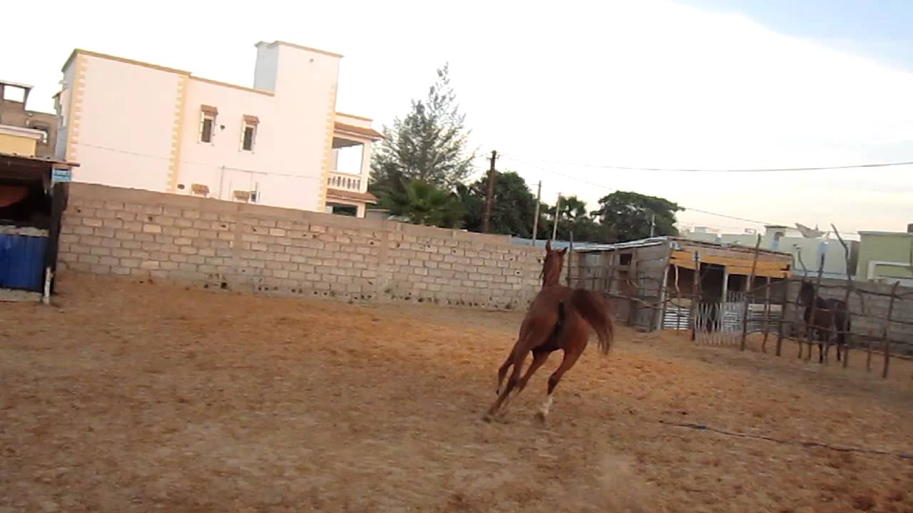 CHEVAL EN MAURITANIE - YouTube