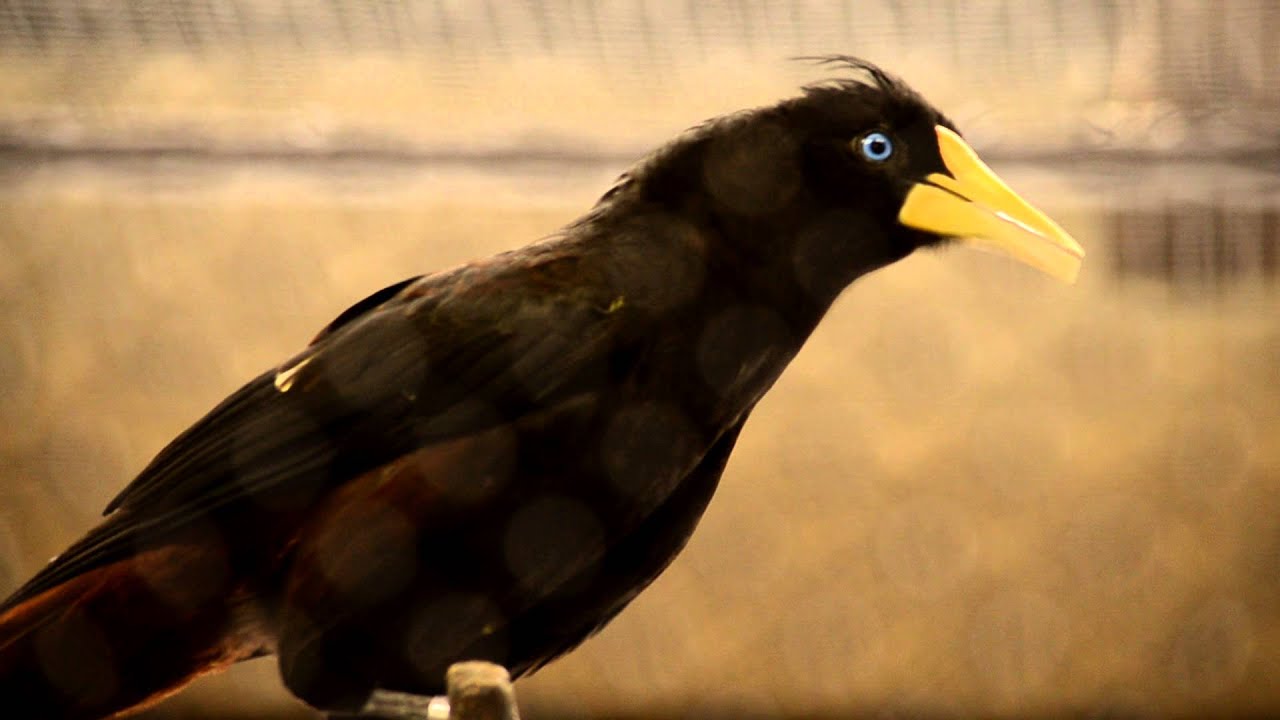 Crested Oropendola Vocals - YouTube