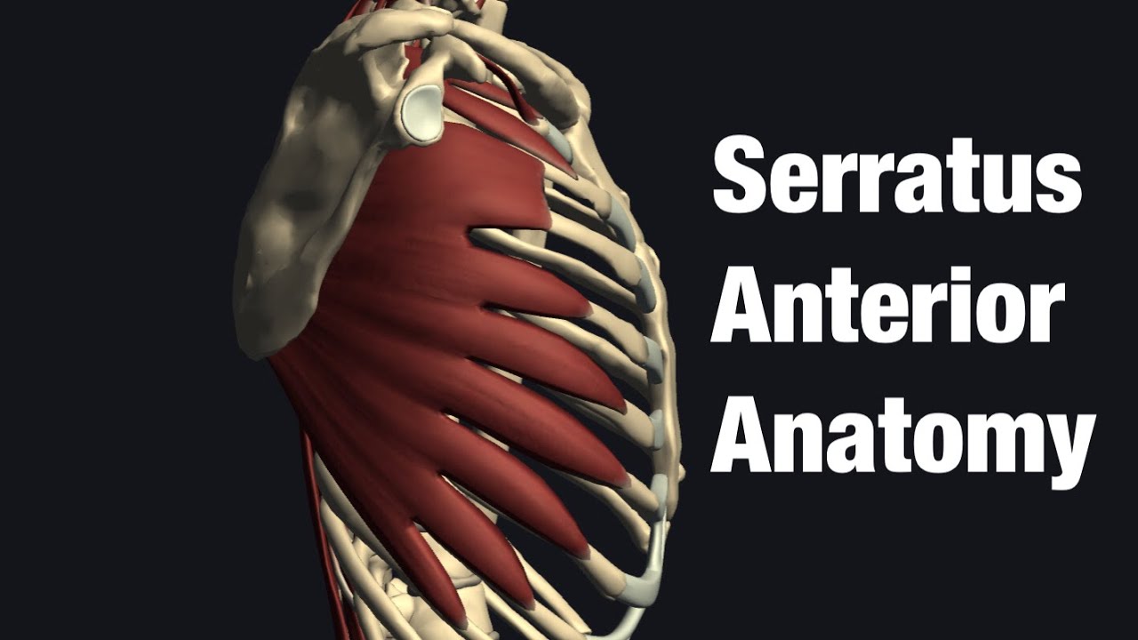 Anatomy and function of serratus anterior - YouTube