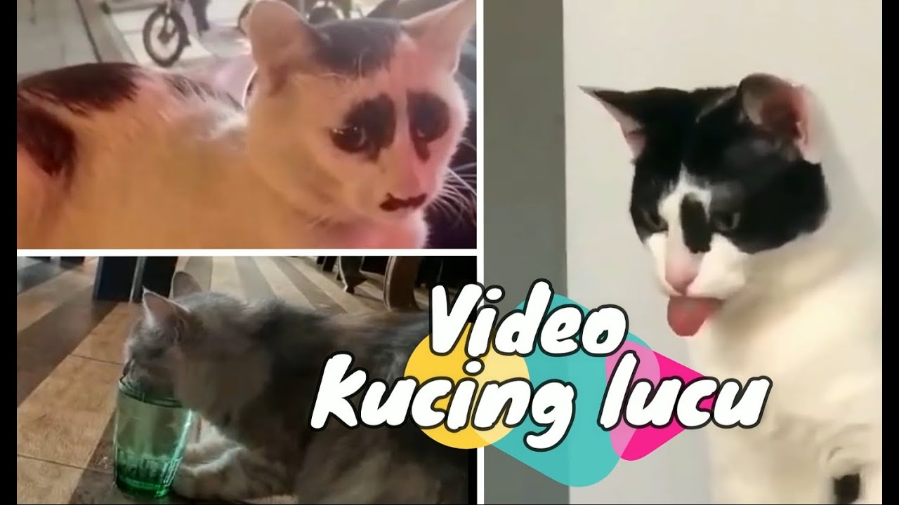 Video Kucing lucu | Funny Cat - YouTube