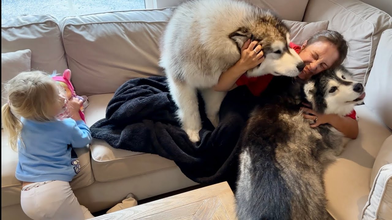 Crazy Dogs Reunited With Their Mom After Being Away! Their Love Is Pure ...