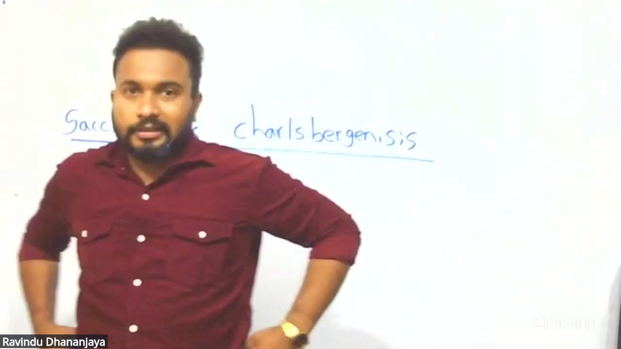 SFT - Nonagathaya - Ravindu Dhananjaya - YouTube