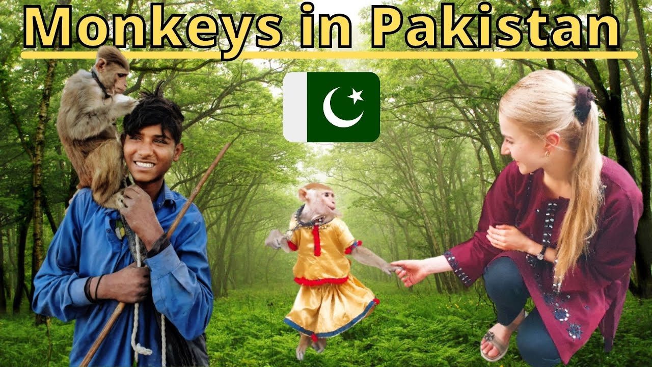 Cute Pakistani Monkey Dance Shows - Pakistan, Karachi - YouTube