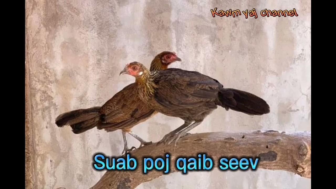 ສຽງ ໄກ່ ປ່າ ຕົວ ເມຍ (poj qaib qus seev ) - YouTube