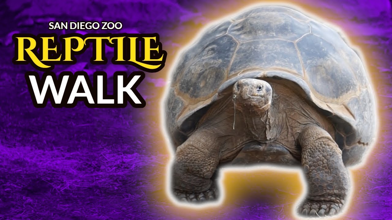San Diego Zoo Discovery Outpost | Reptile Walk - YouTube