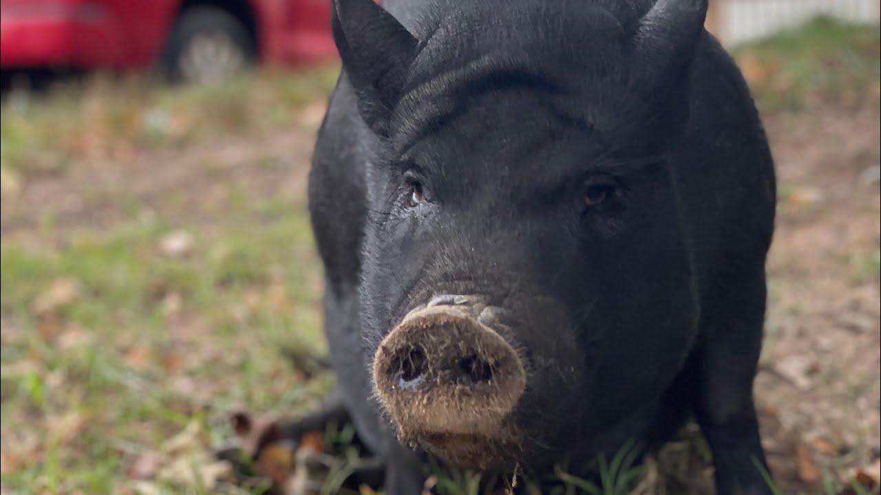 Dying pig finally makes her way home #ziggysrefuge #viral #cuteanimals ...