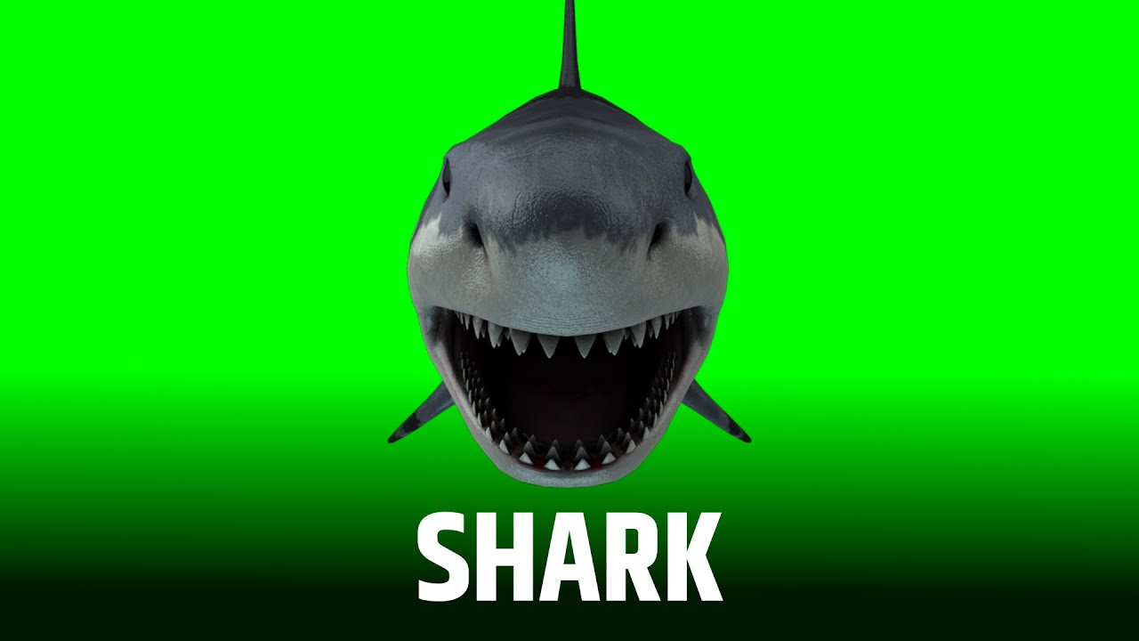Shark Green Screen Video || Green Screen || Chroma Key - YouTube