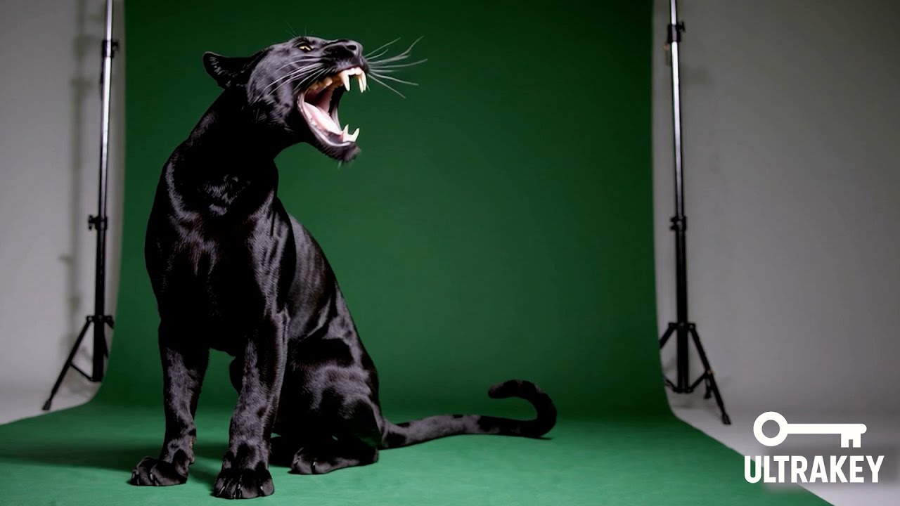 Black Panther Roaring – Free Green Screen Loop Animation VFX - YouTube