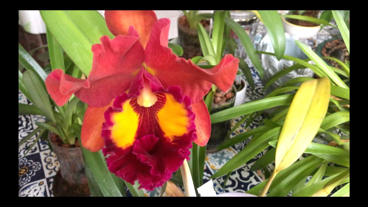 CattleyYEAH!! Rlc. ChiaLin Red Sun - YouTube