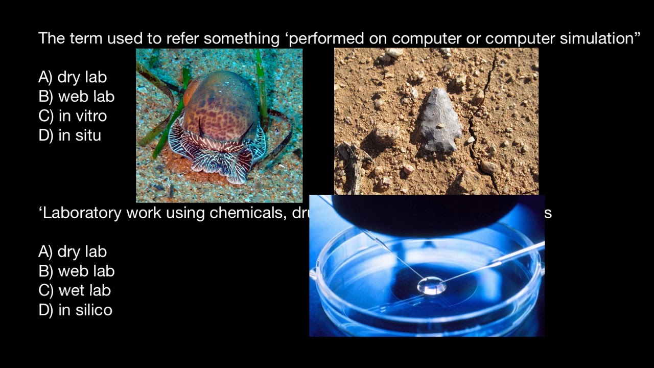 In vitro, in situ, wet lab, dry lab, in silico, explained - YouTube