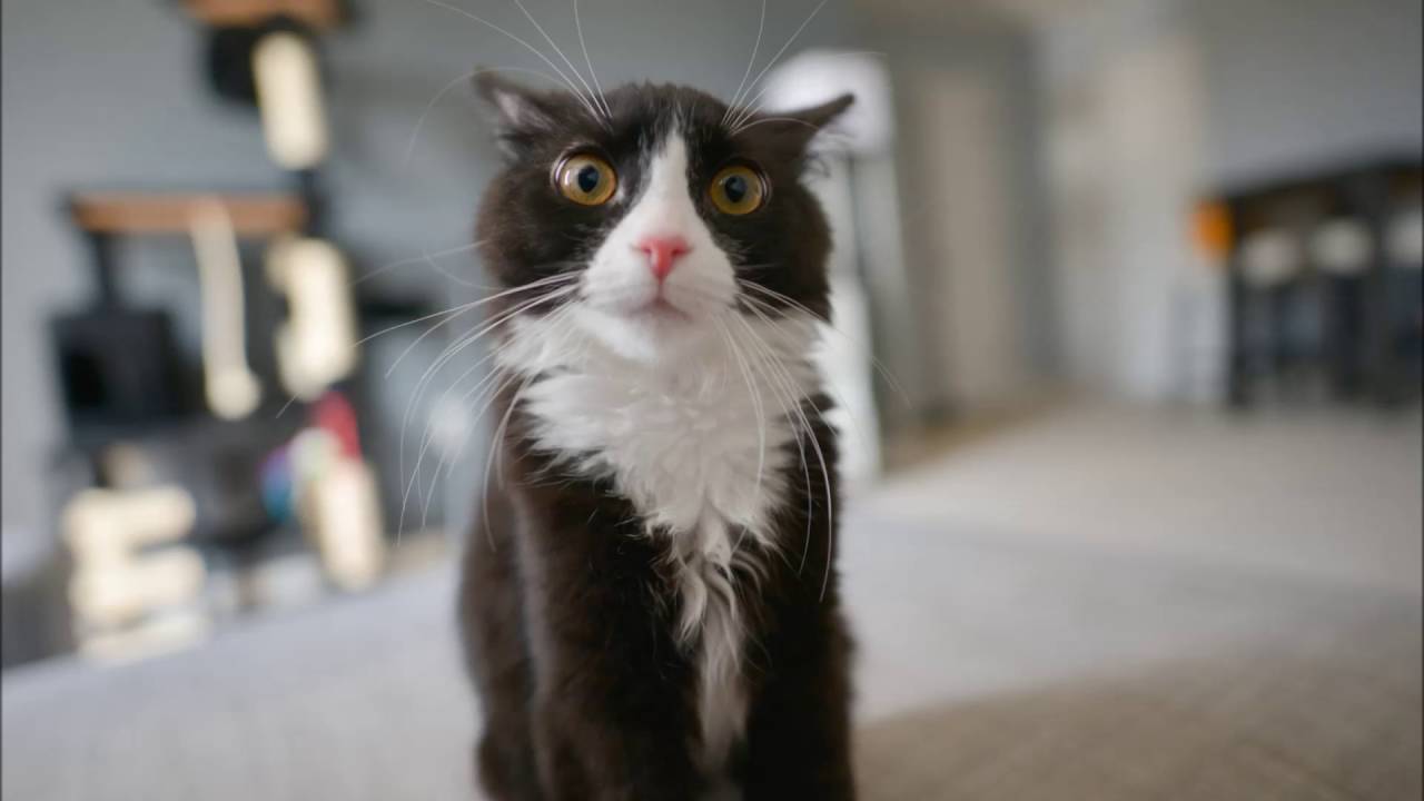Kitten Purr Meow Sound Effect YouTube kitten-purr-meow-sound-effect-youtube