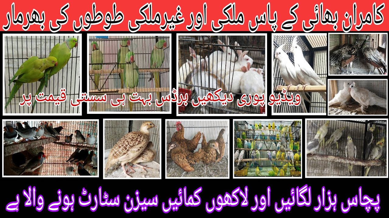 Multan mandi birds price update / Multan birds market Rasheedabad ...
