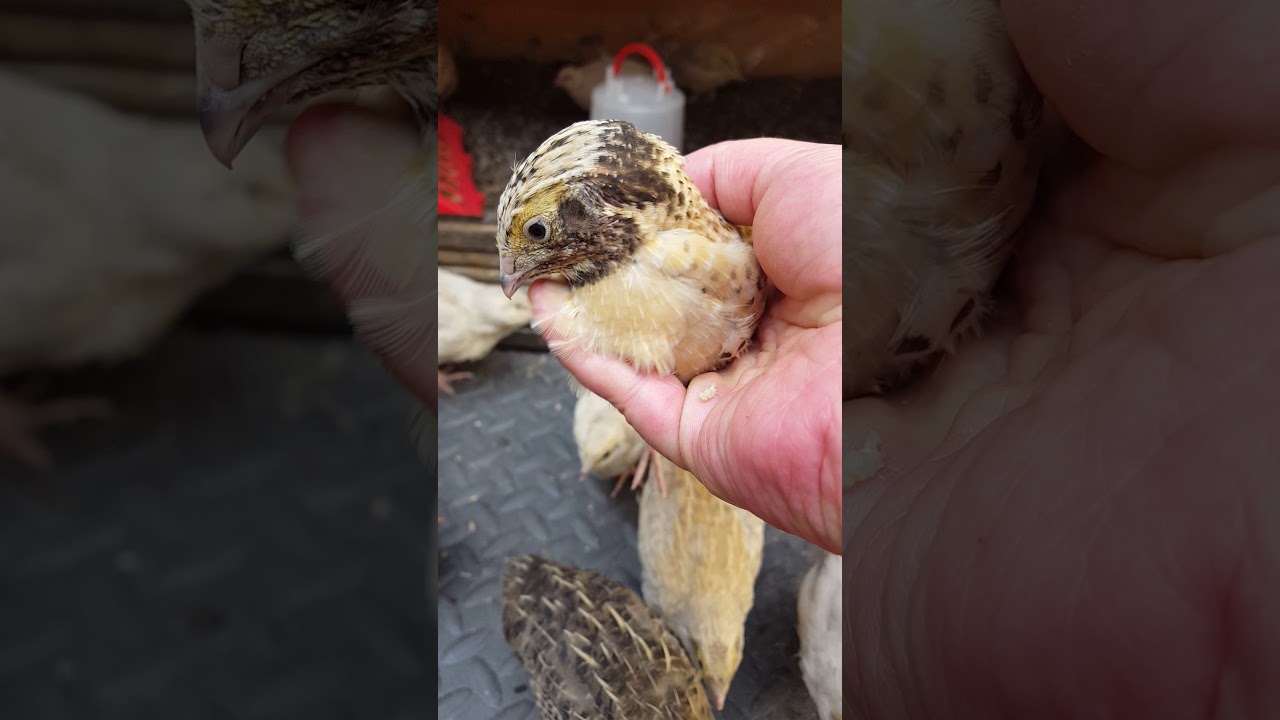 Friendly/ tame quail chicks - YouTube
