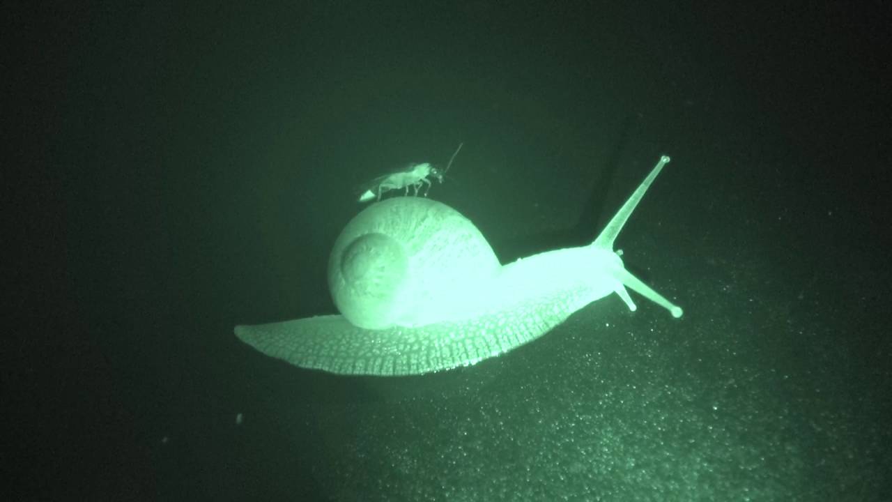 Firefly and Snail ! - YouTube