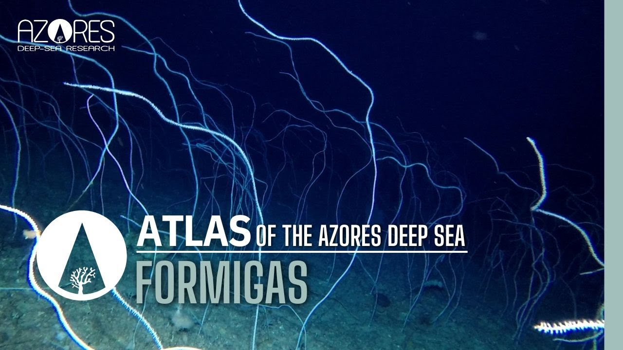 Formigas seamount | ATLAS of the Azores deep sea - YouTube