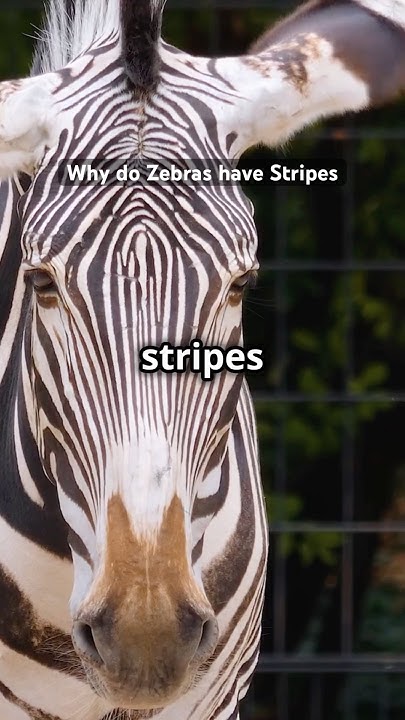 Why do Zebras have Stripes? #zebra #funfacts #stripes - YouTube