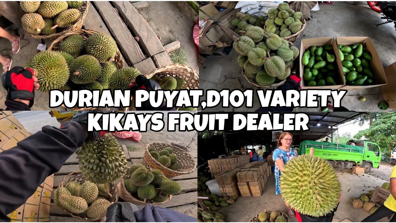 DURIAN PUYAT,D101 VARIETY KIKAYS FRUIT DEALER CALINAN DAVAO CITY. - YouTube