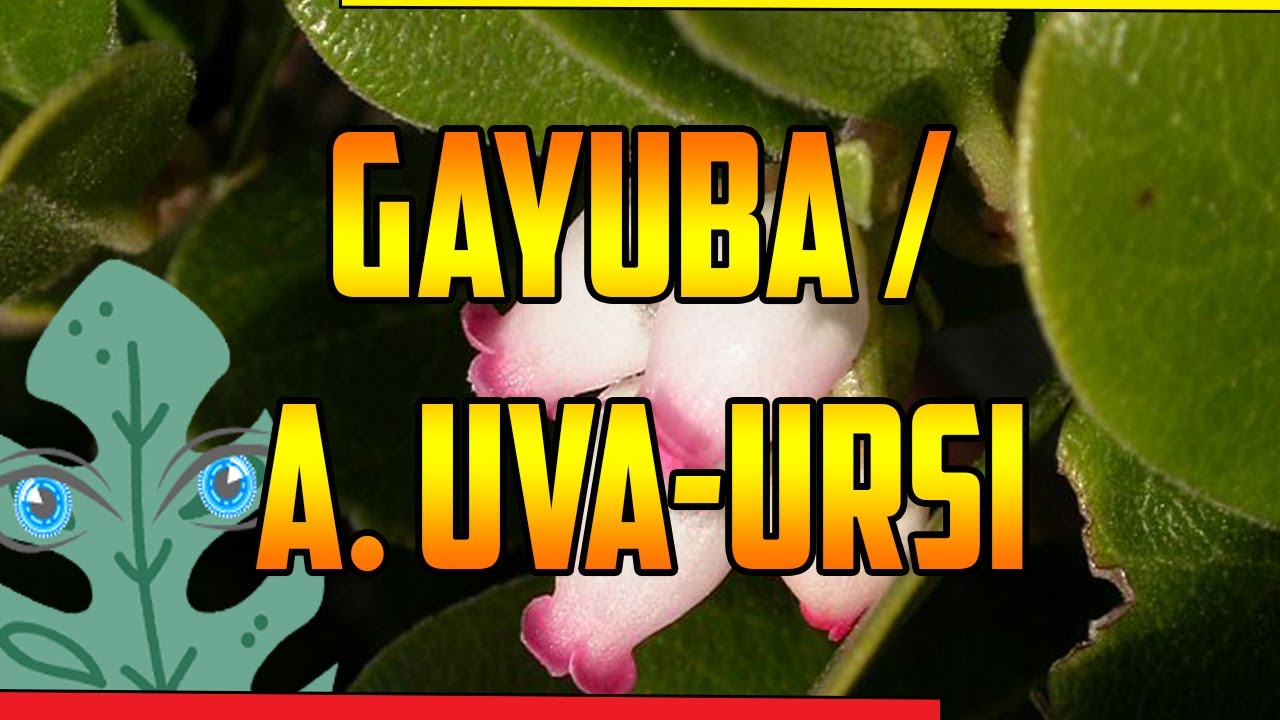 PARA QUE SIRVE 🌿 Gayuba 🌿 Arctostaphylos uva-ursi 🌿BENEFICIOS PIEL 🌿 ...