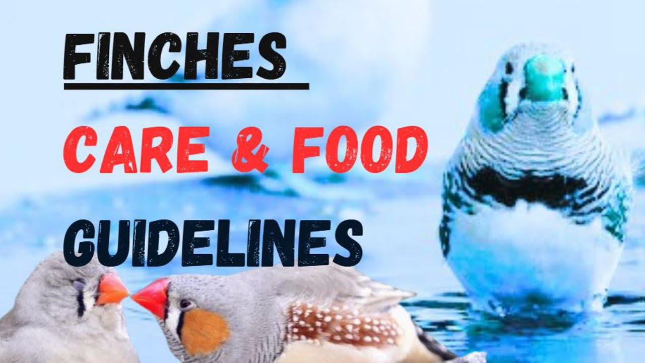 How to Take Care of Finches | Finch Care and Food Guidelines | The ...