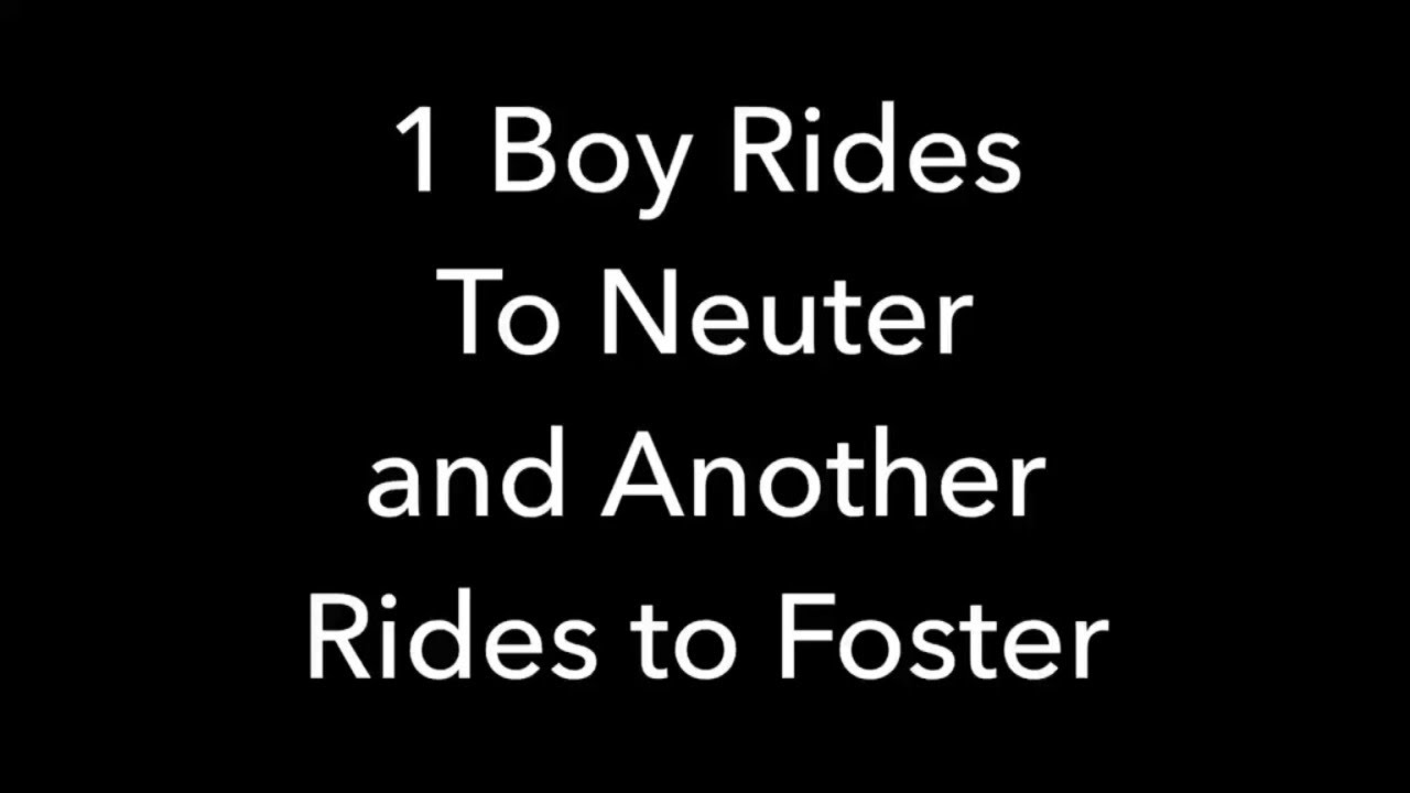 1 Boy Rides to Neuter & Another Rides to Foster - YouTube