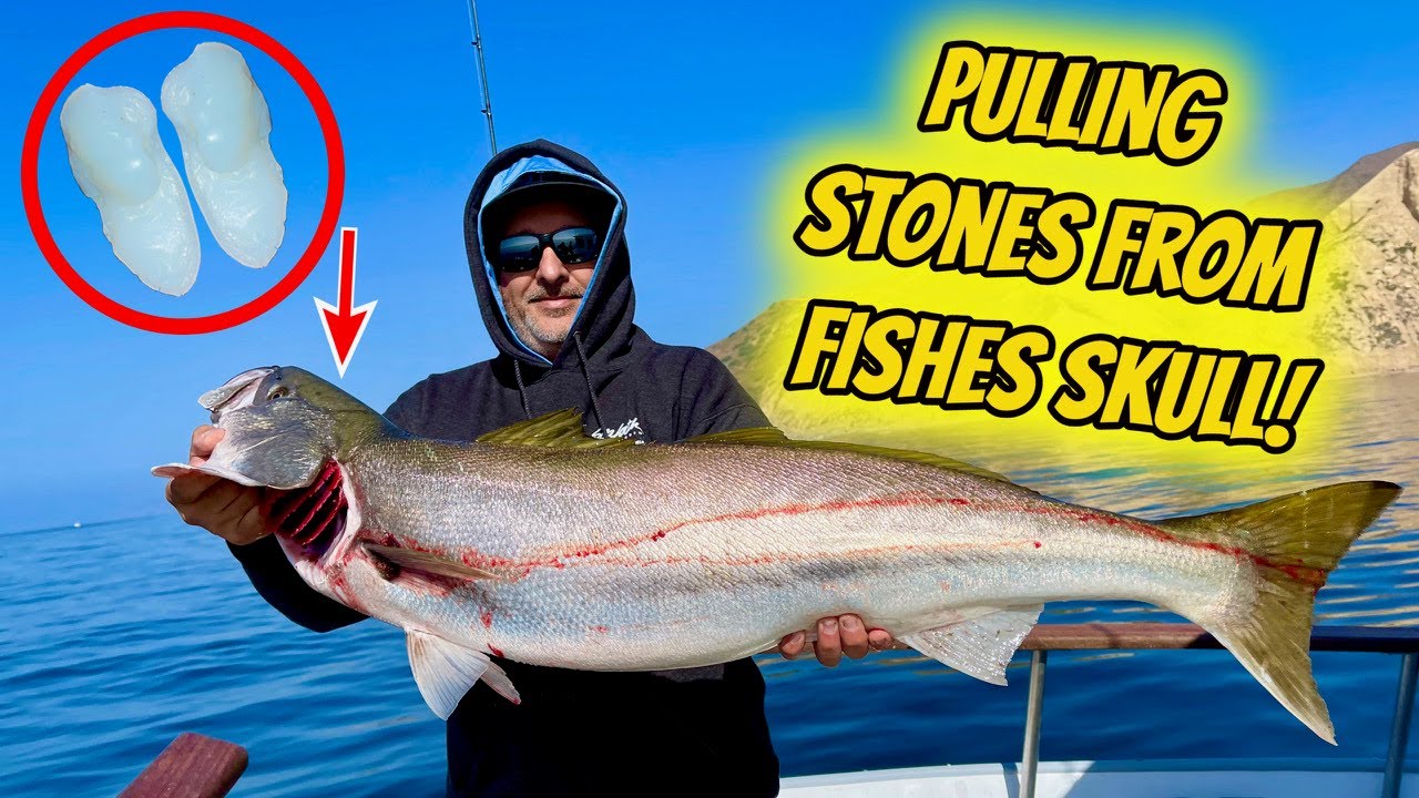 How to Extract WHITE SEA BASS STONES! - YouTube