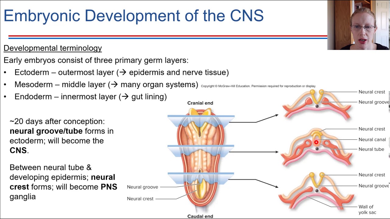 Intro to the CNS - YouTube