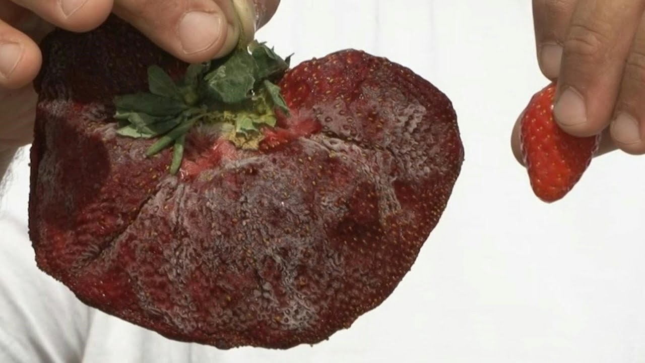 O maior morango do mundo | AFP - YouTube