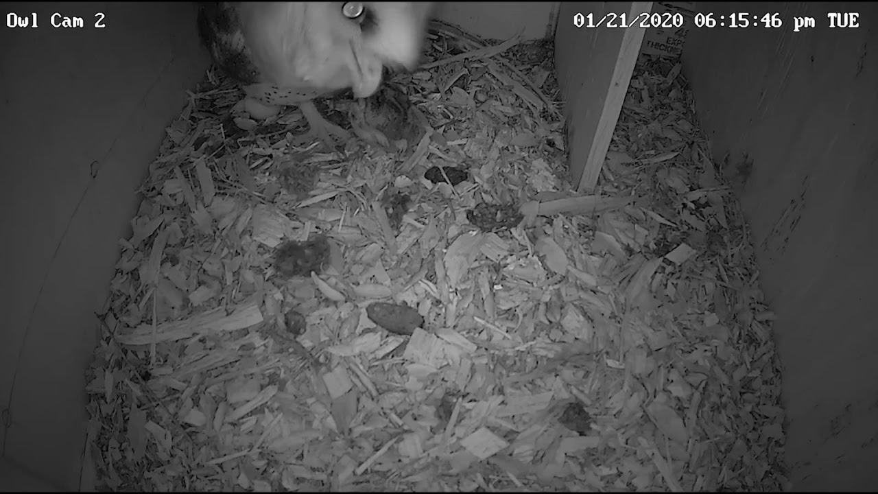 Barn owl snacks on gopher - YouTube