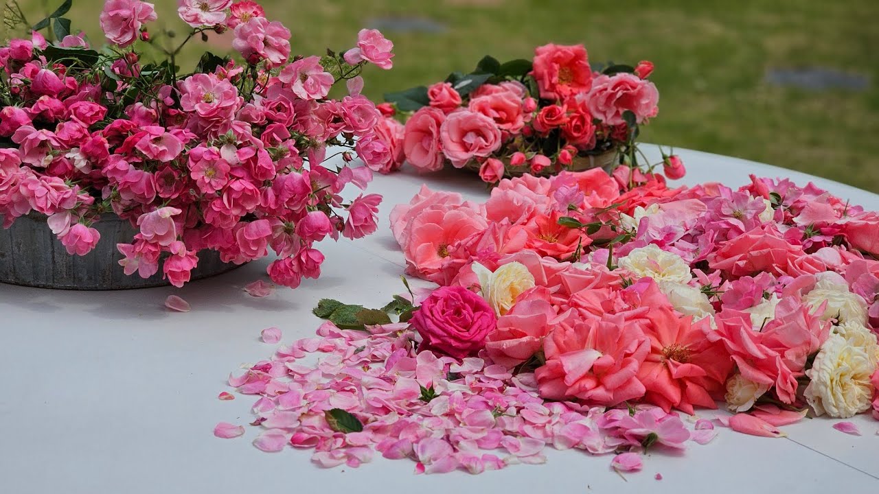 Roses provide mental stability and at the same time make you feel happy ...