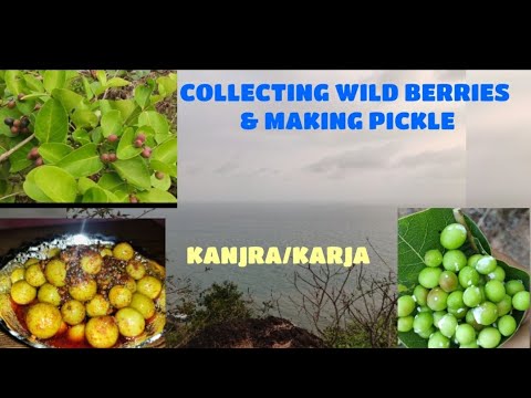 Collecting wild berries and making pickle, kanjra or karja recipe| GOA ...