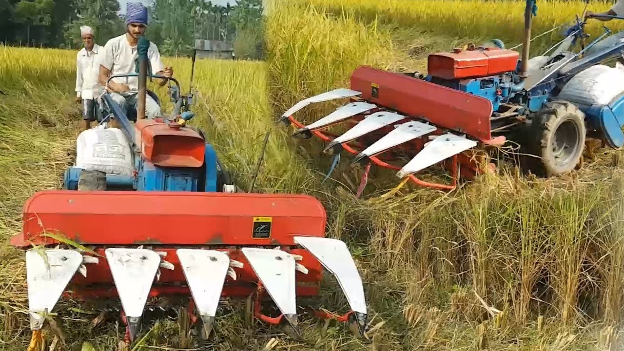 Rice Plant Cutting Machine Working in Field - Reverse and Orginal Video ...