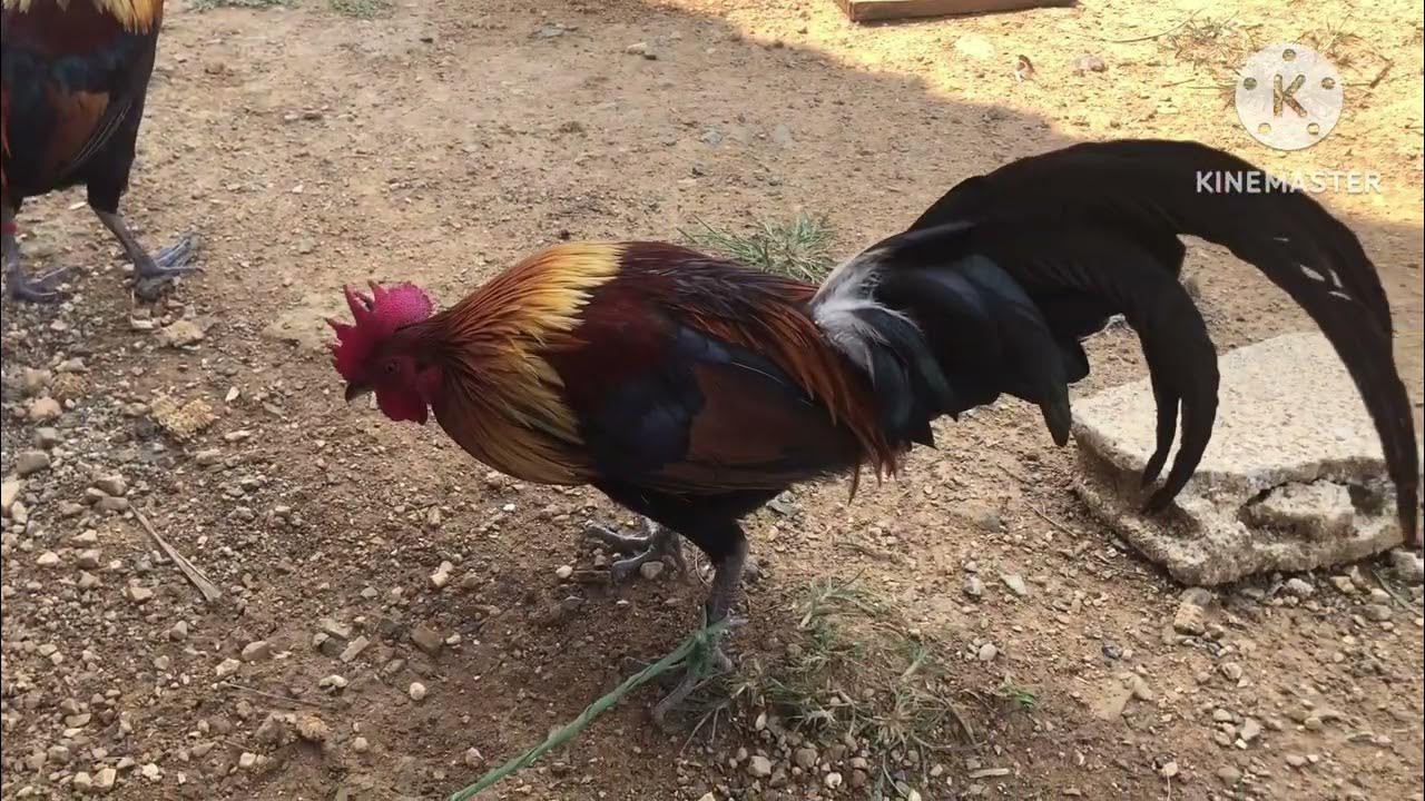 Saib qaib cuab dua nawb - YouTube