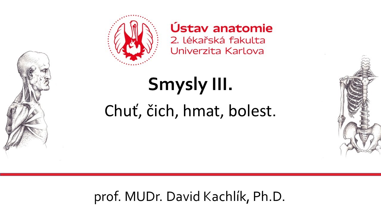 Smysly 3 Chuť, čich, hmat, bolest 14.5.2020 - YouTube