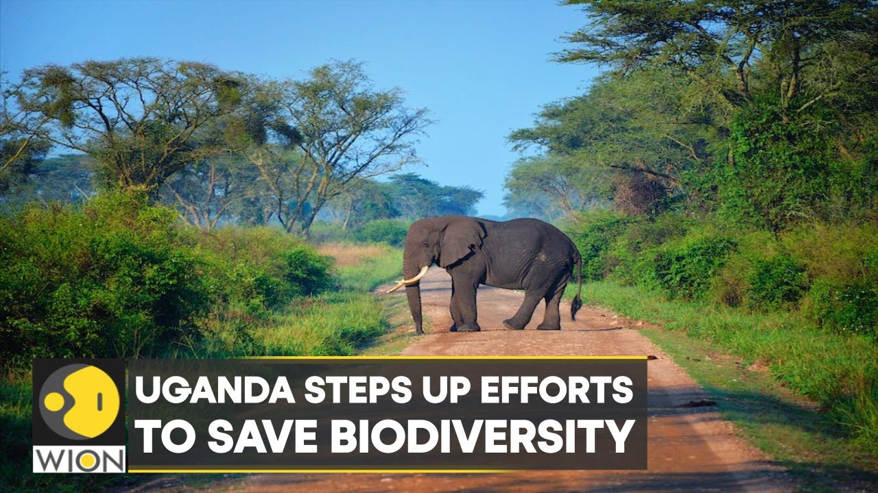 Uganda steps up efforts to save biodiversity as authorities deploy ways ...