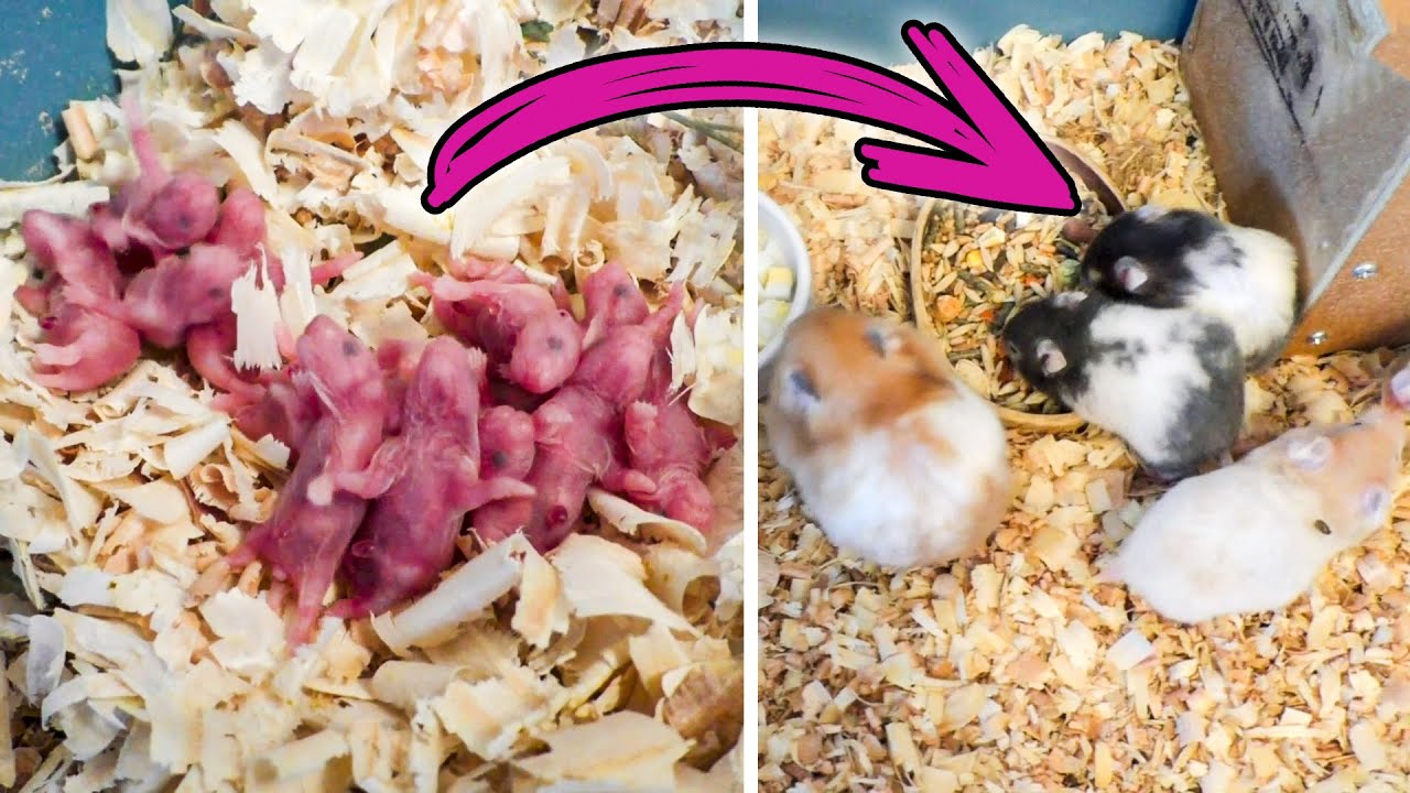 Baby Syrian Hamsters Growing Up From Birth to 30 Days - YouTube