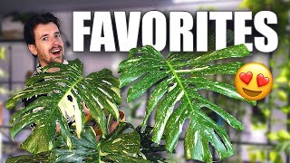 The Best Plant from Every Genus (My Favorites!) 😍