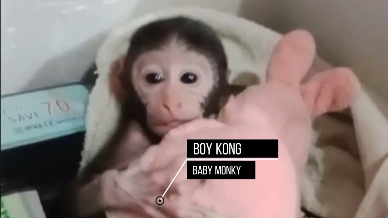 Boy Kong Tete dan Main Boneka, Monkey From Thailan - YouTube
