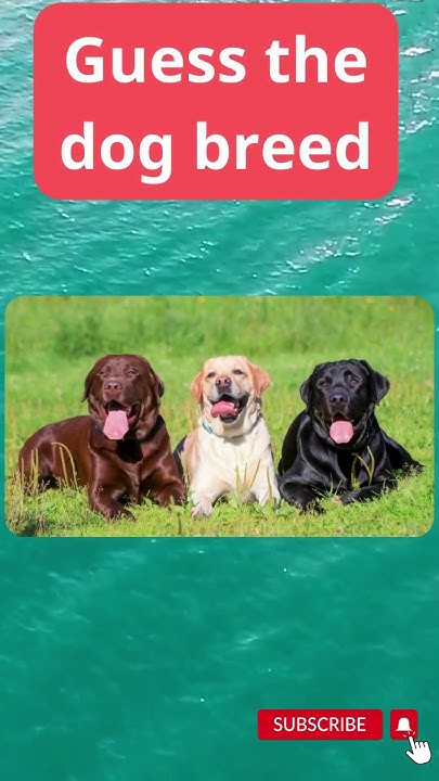 Can You Guess the Pawsome Dog Breed? | Fun Dog Breed Guessing Game ...