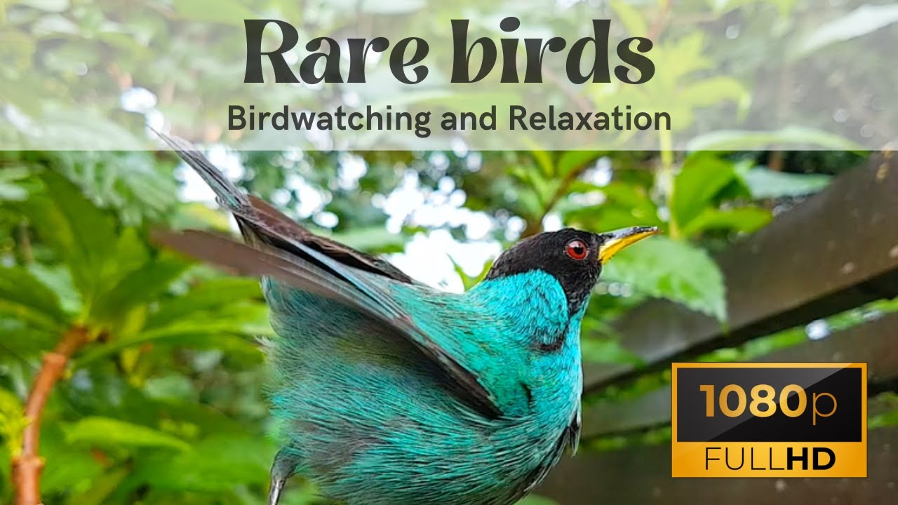 Relax Watching Rare Birds - 3 Minutes Of Pure Magic - YouTube