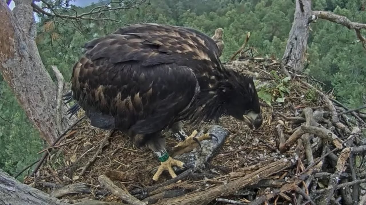 White-tailed eagles | Elder eaglet self feeding | June 24, 2024 - YouTube