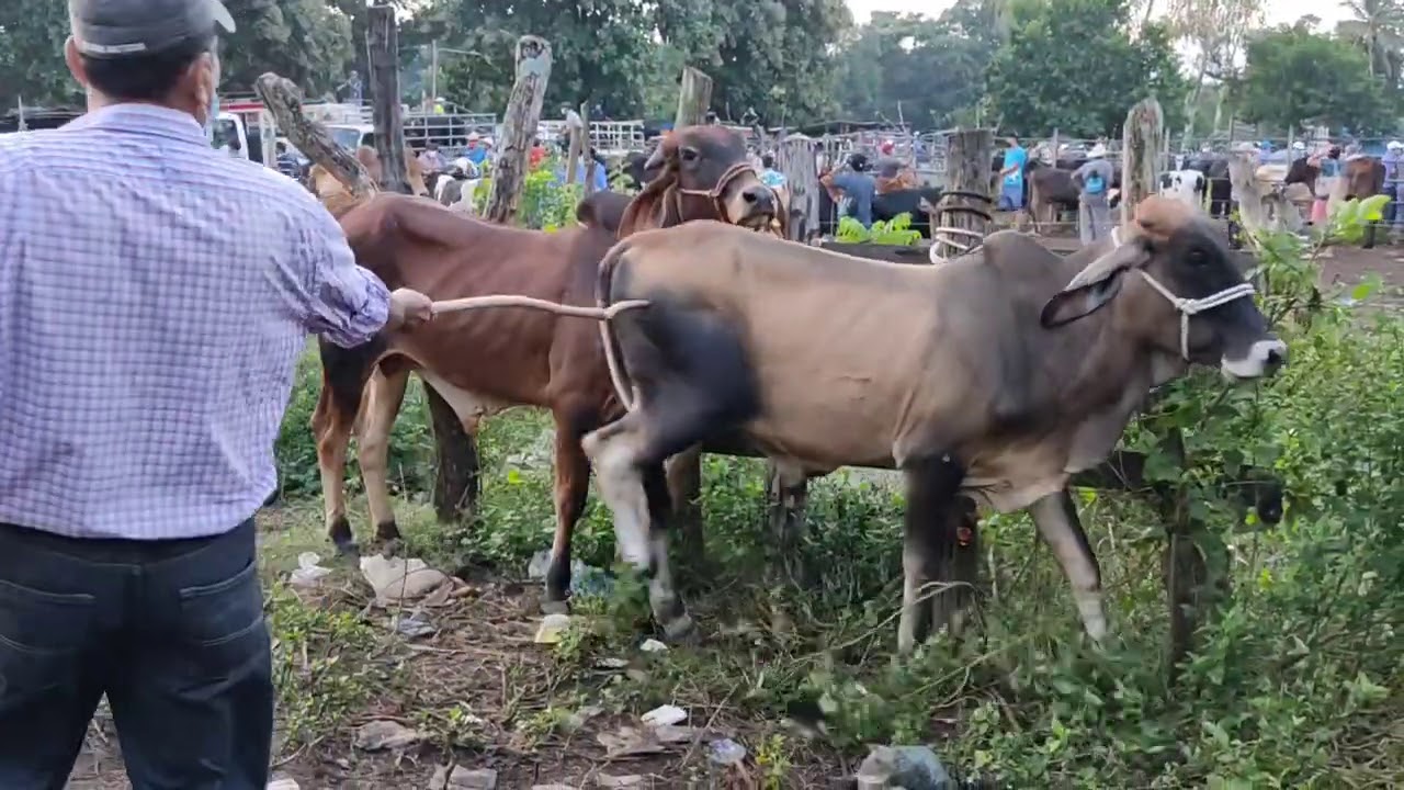 Toros de Raza Gir y Brahamam en El Tránsito San Miguel El Salvador On ...