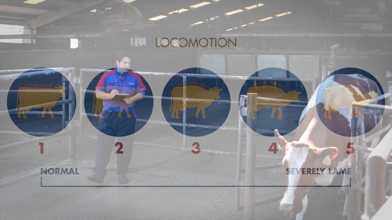 Do You Know How to Score Locomotion - YouTube