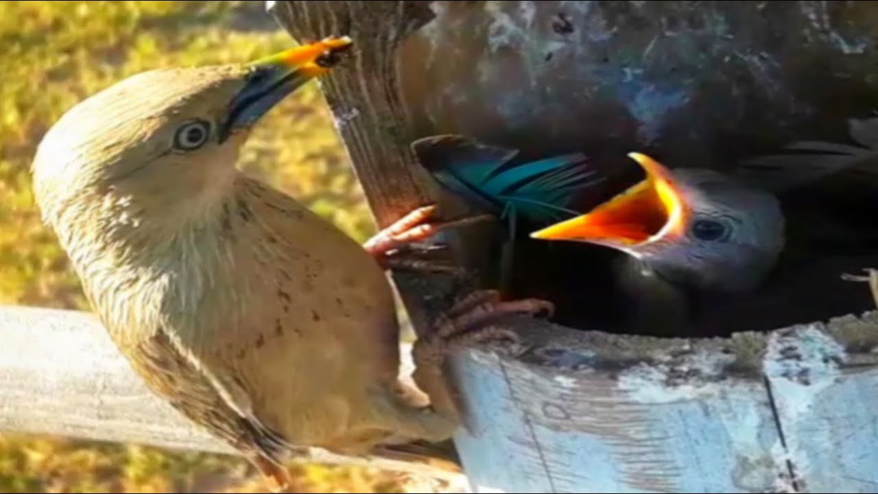 Chestnut-tailed starling bird brings food to feed her baby#birdfood ...