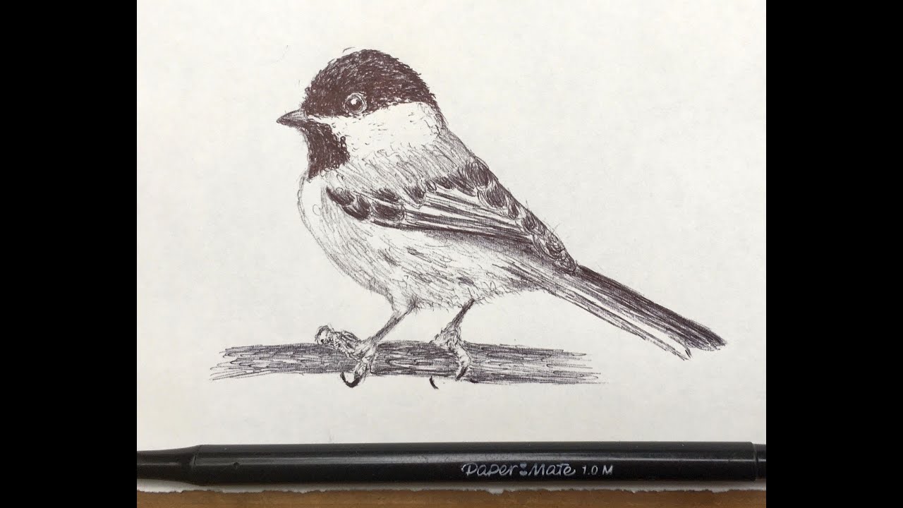 Black-capped Chickadee + Free Download. Draw Black-capped Chickadee. Easy Chickadee Line Sketch ...