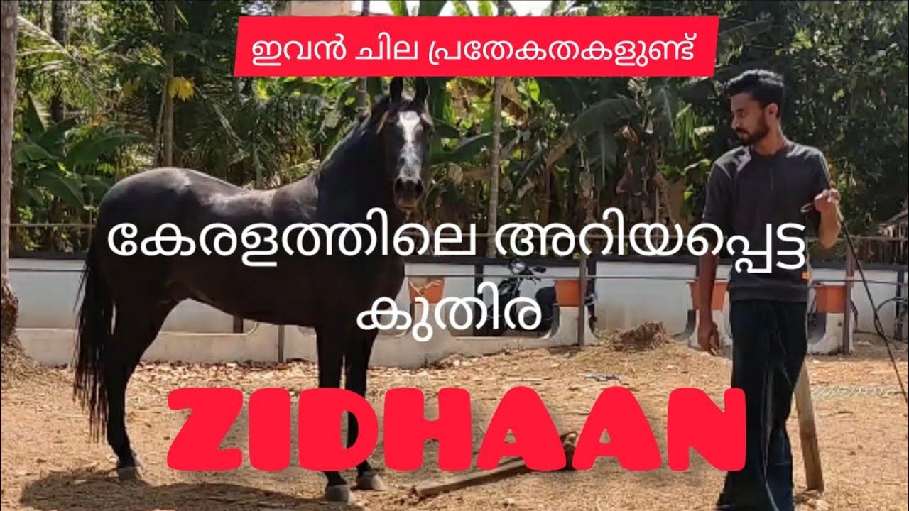 കേരളത്തിലെ അറിയപ്പെട്ട കുതിര സിദാൻ /zidhaan horse, @azhapetschannel6429 ...