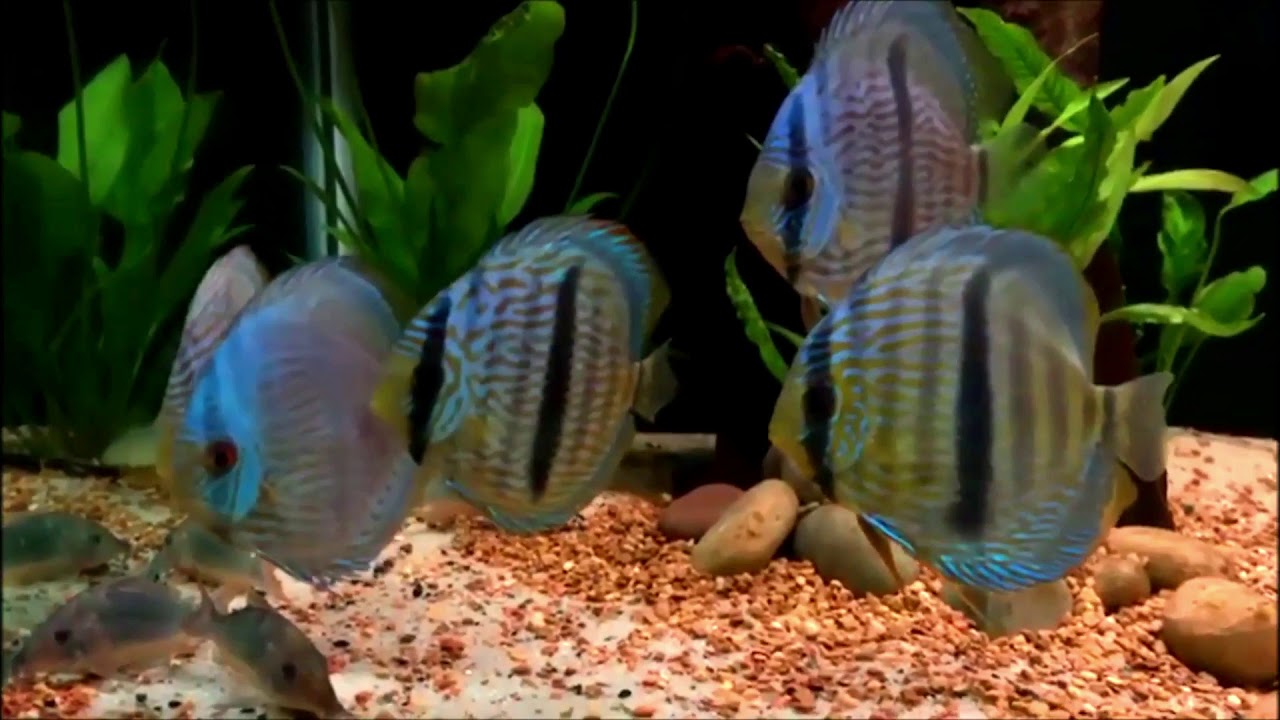 Discus Tank Mates Puffer Fish at Gail Pagano blog